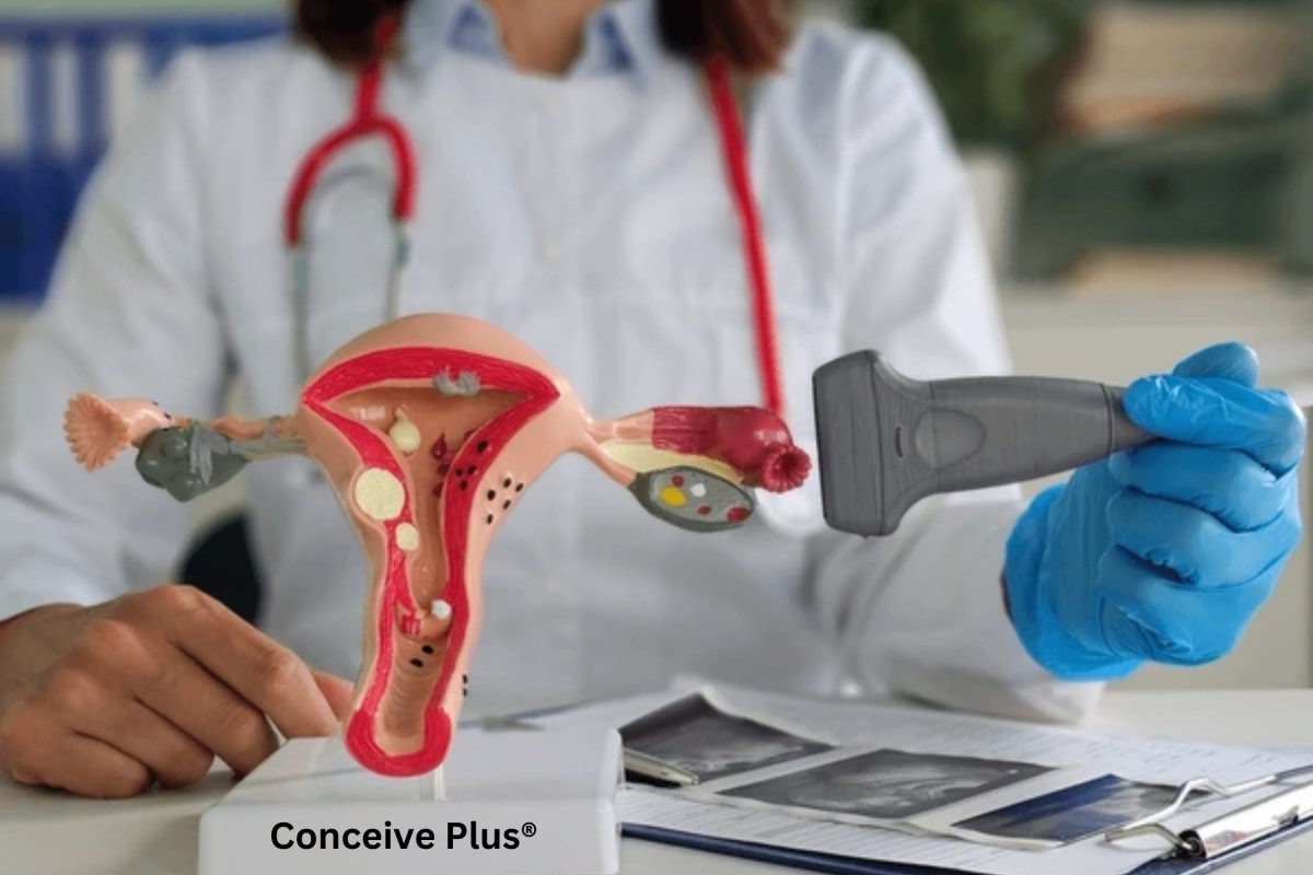 Anteverted vs Retroverted Uterus | Conceive Plus®