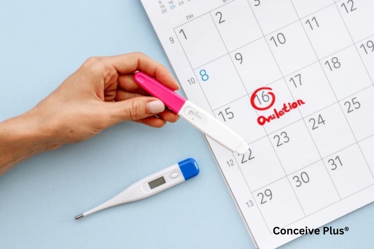 Best Ovulation Test: Your Fertility Journey | Conceive Plus®