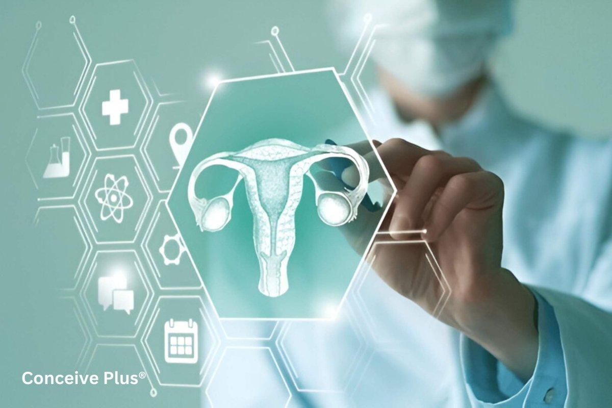 Draw Uterus: Guide to Anatomy of Uterus | Conceive Plus®