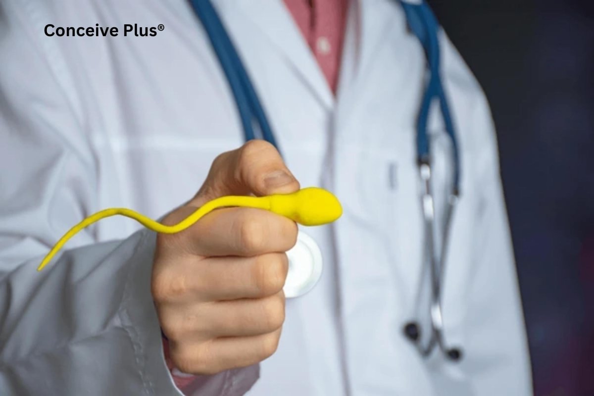 ¿Cuánto tiempo tarda el esperma en regenerarse? | Conceive Plus®