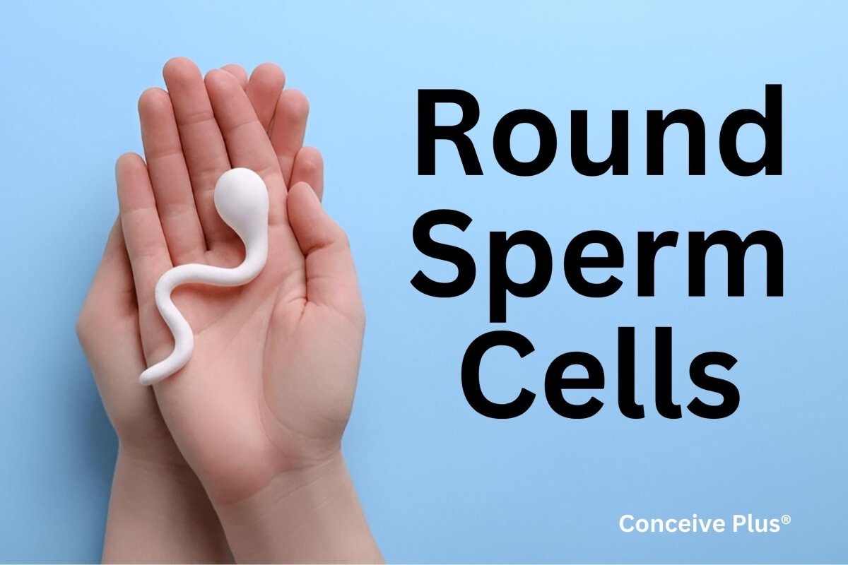 Round Sperm Cells | Conceive Plus®