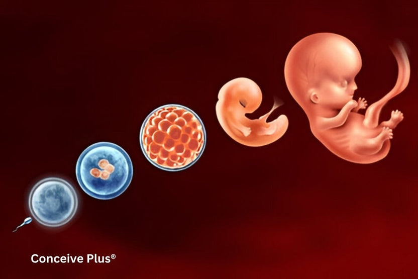 Sperm Cell Function: What a Man Should Know | Conceive Plus®