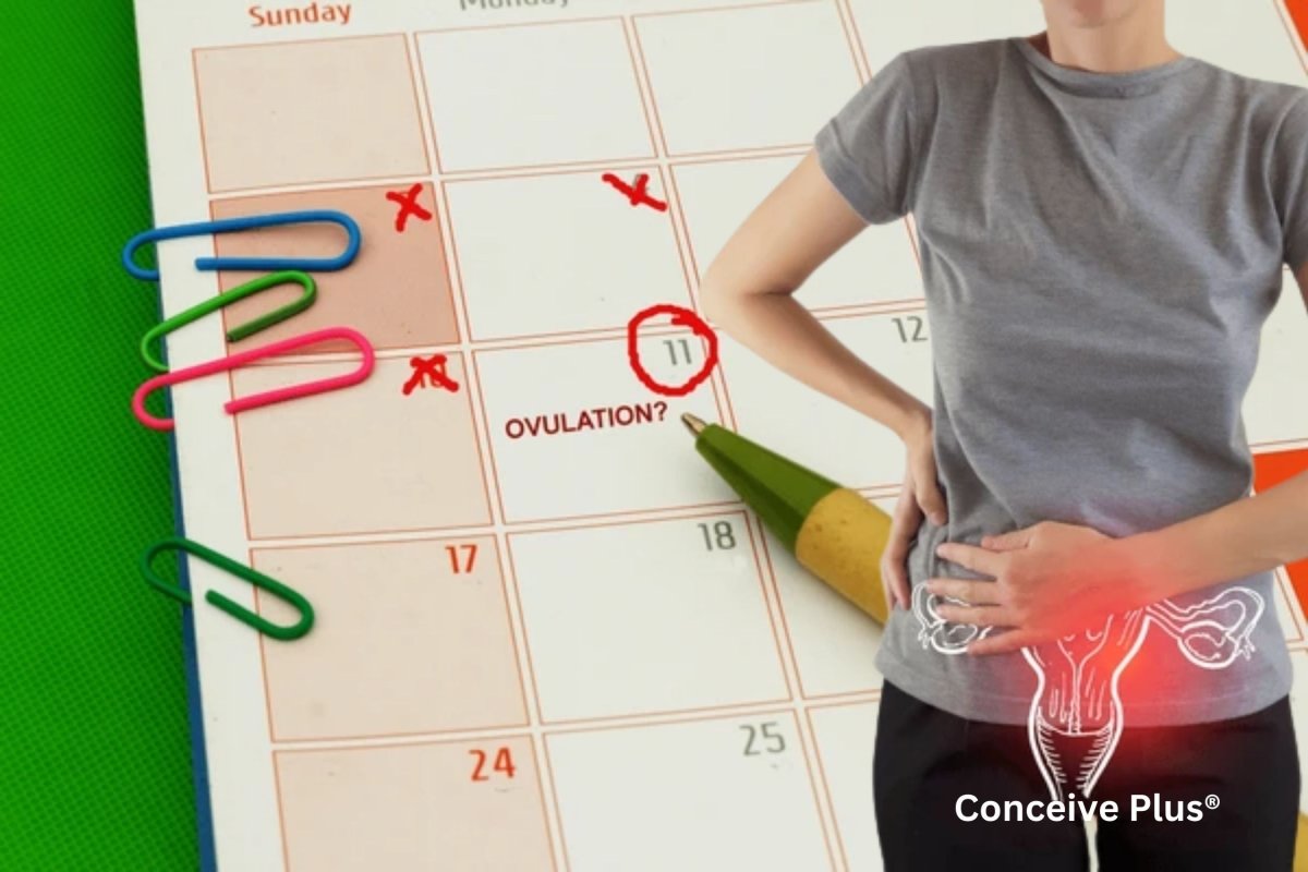 Tracking LH Surge and Ovulation | Conceive Plus®