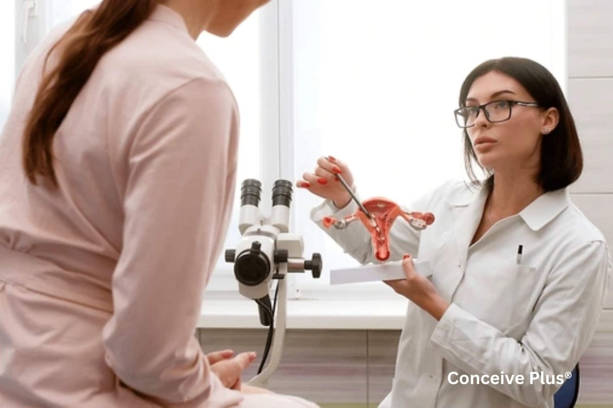 What Does It Mean When a Female is Fertile? | Conceive Plus®